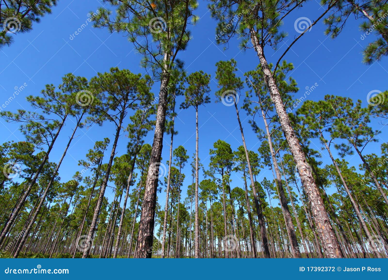 Pine Flatwoods - Florida stock photo. Image of flatwoods - 17392372