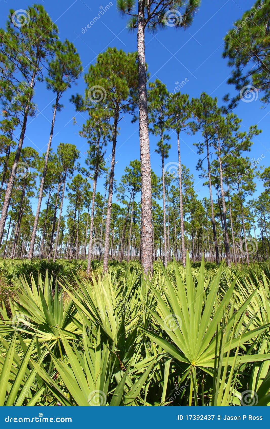 Pine Flatwoods - Florida stock image. Image of leaf, plant - 17392437