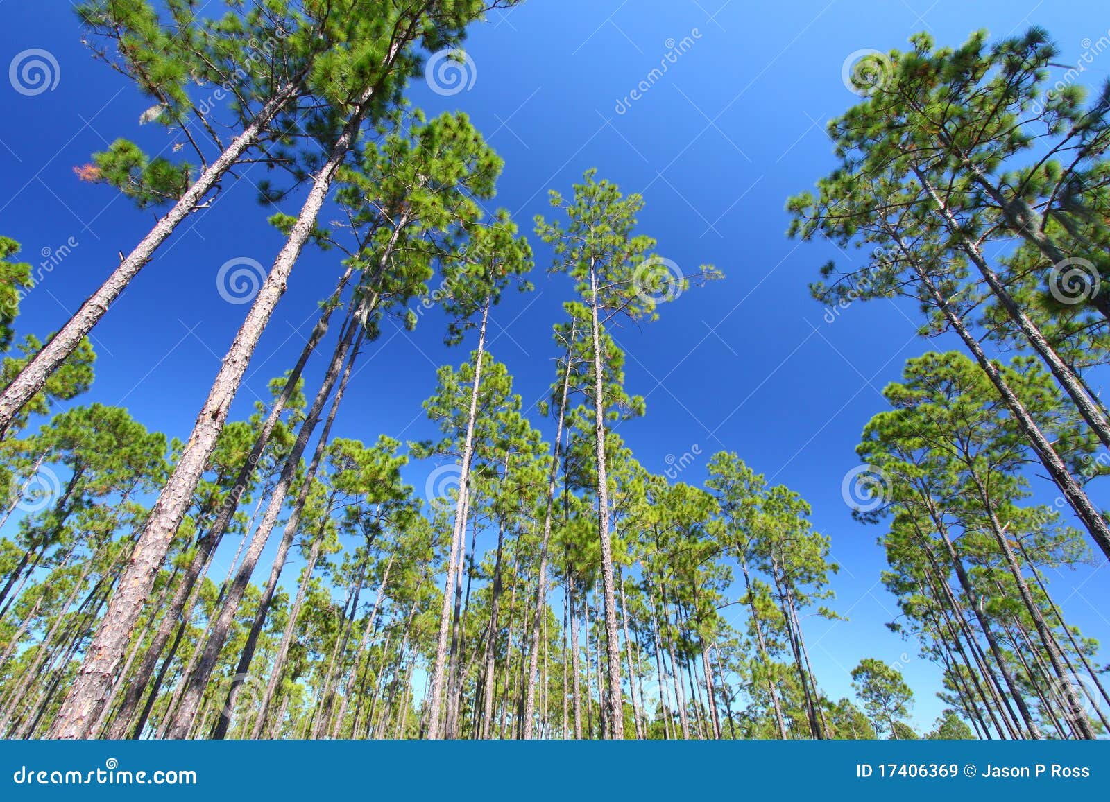 Pine Flatwoods - Florida stock image. Image of forestry - 17406369