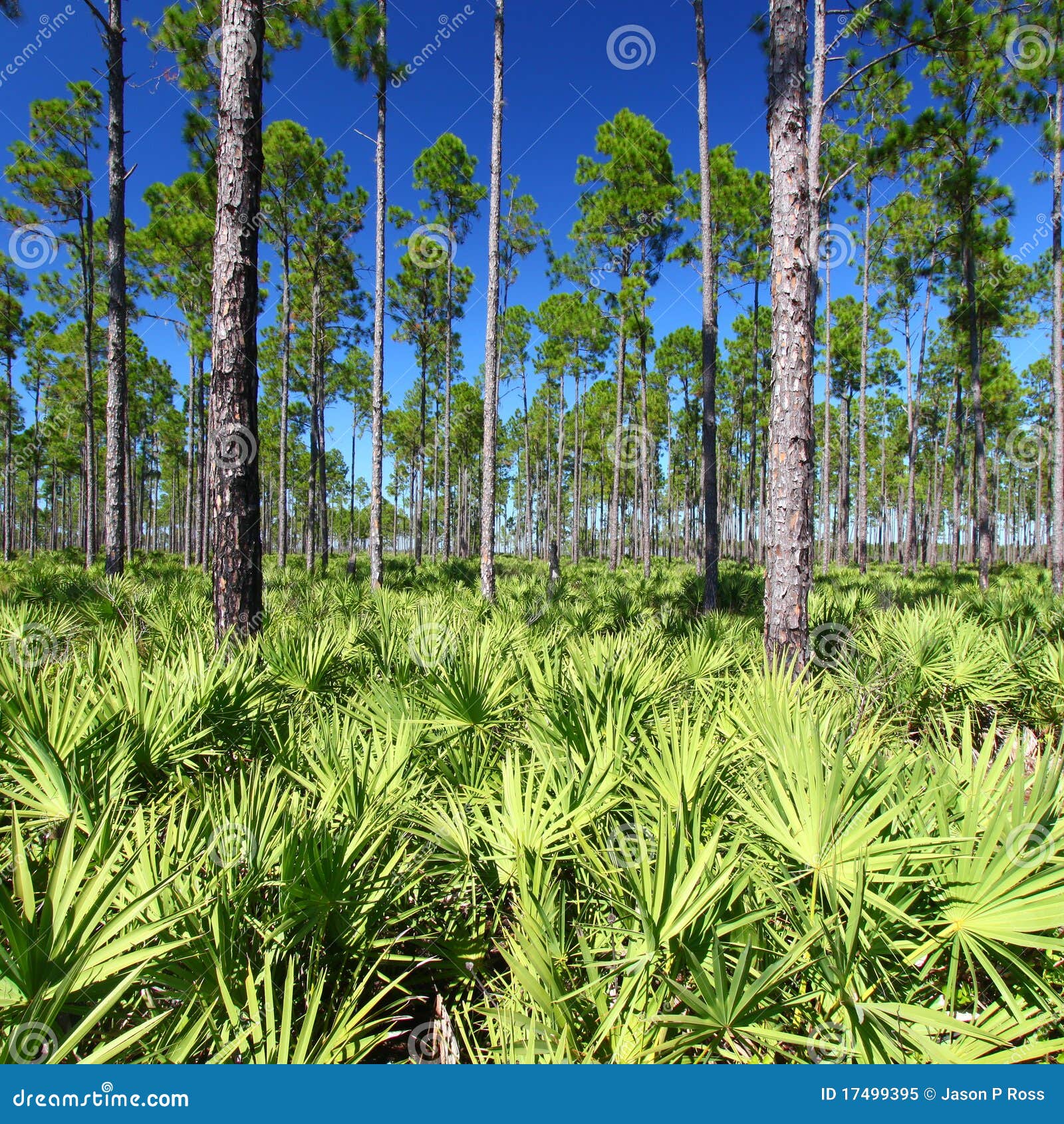 Pine Flatwoods - Florida stock image. Image of frond - 17499395