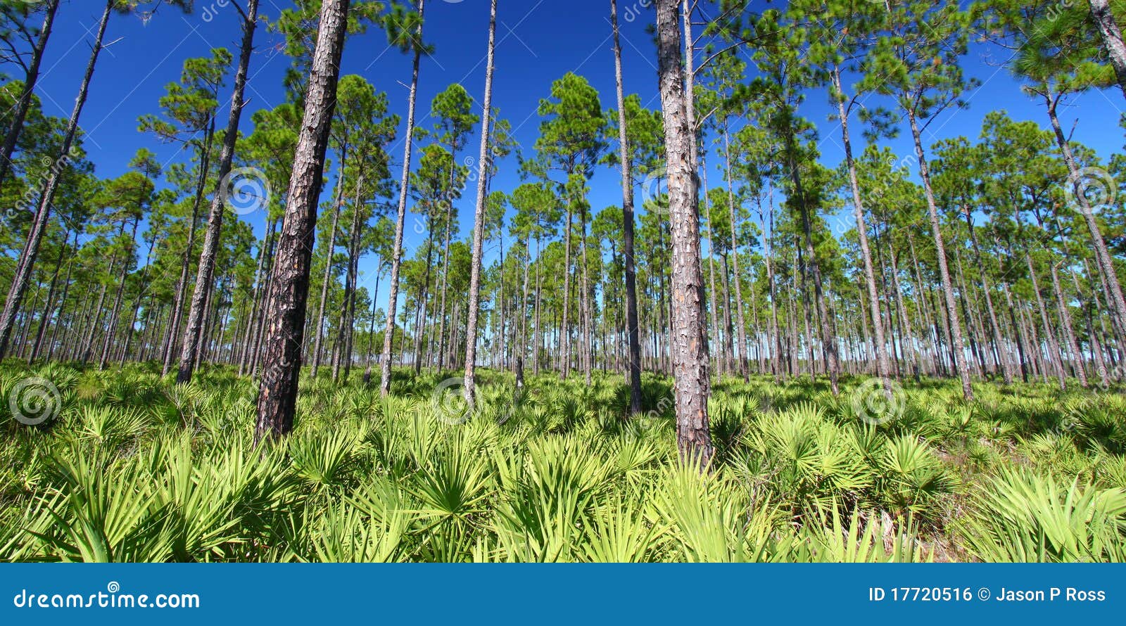 Pine Flatwoods - Florida stock photo. Image of florida - 17720516