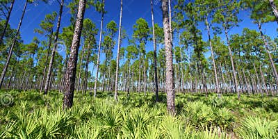 Pine Flatwoods - Florida stock photo. Image of florida - 17720516