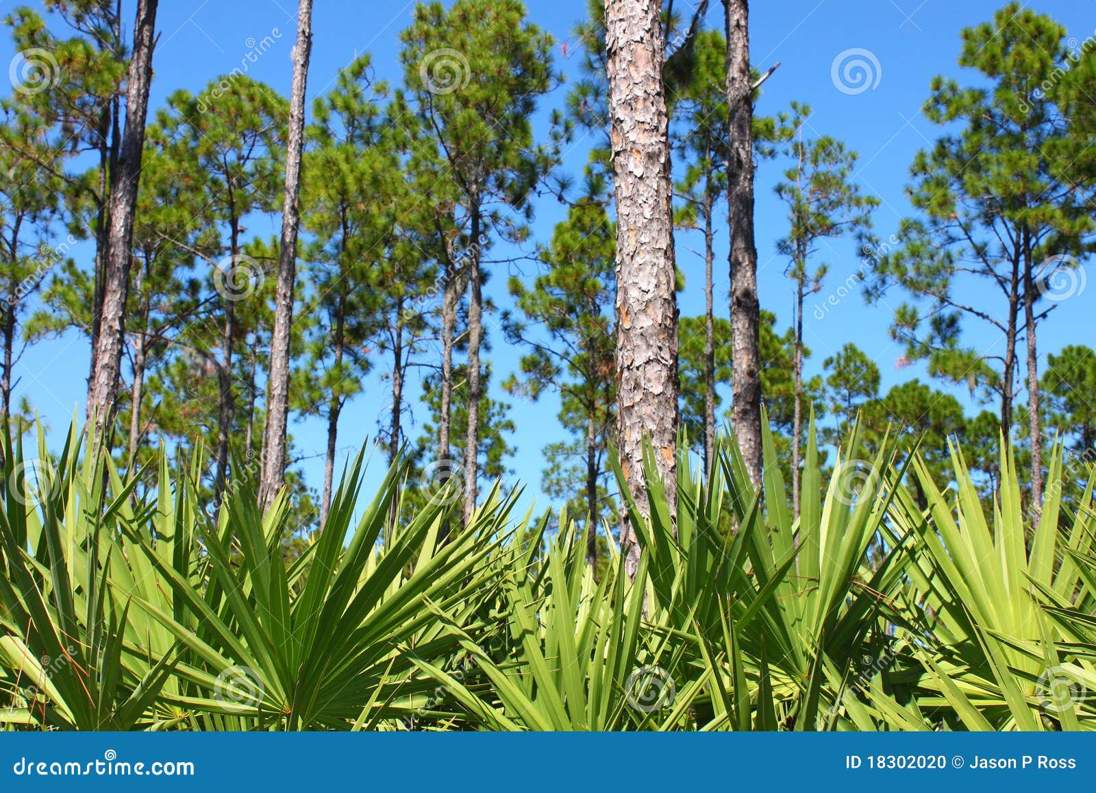 Pine Flatwoods - Florida stock photo. Image of plant - 18302020