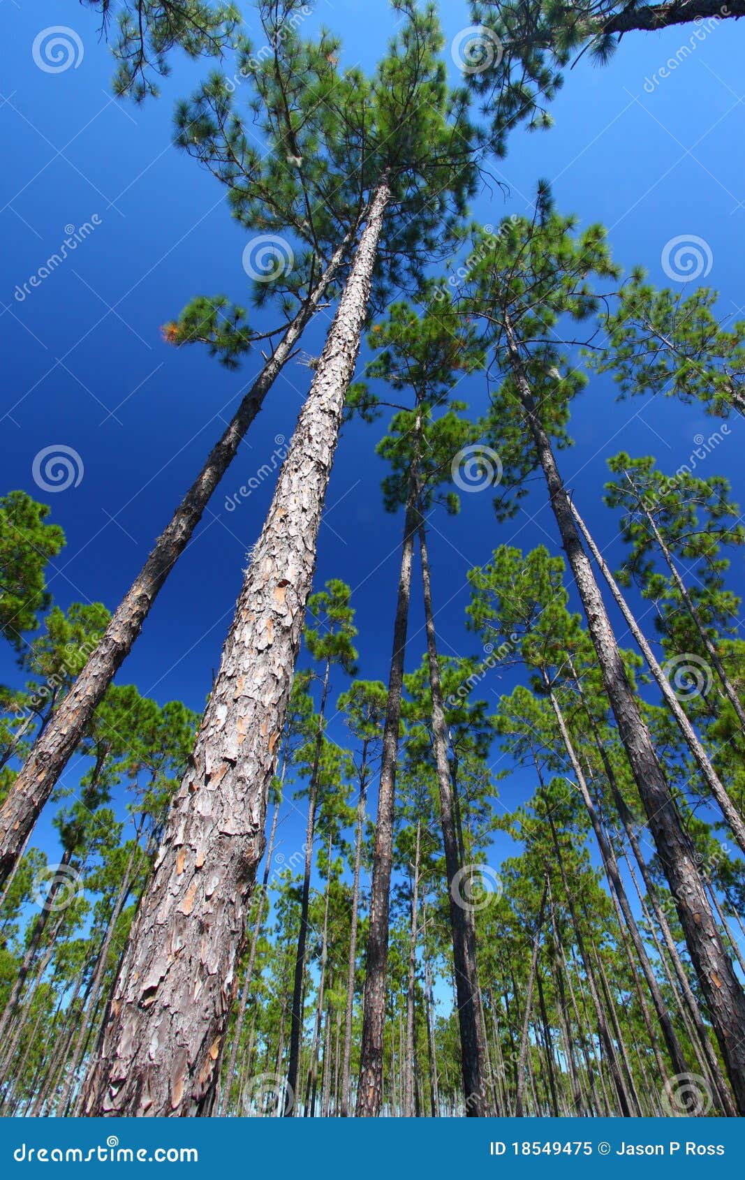 Pine Flatwoods - Florida stock image. Image of nature - 18549475
