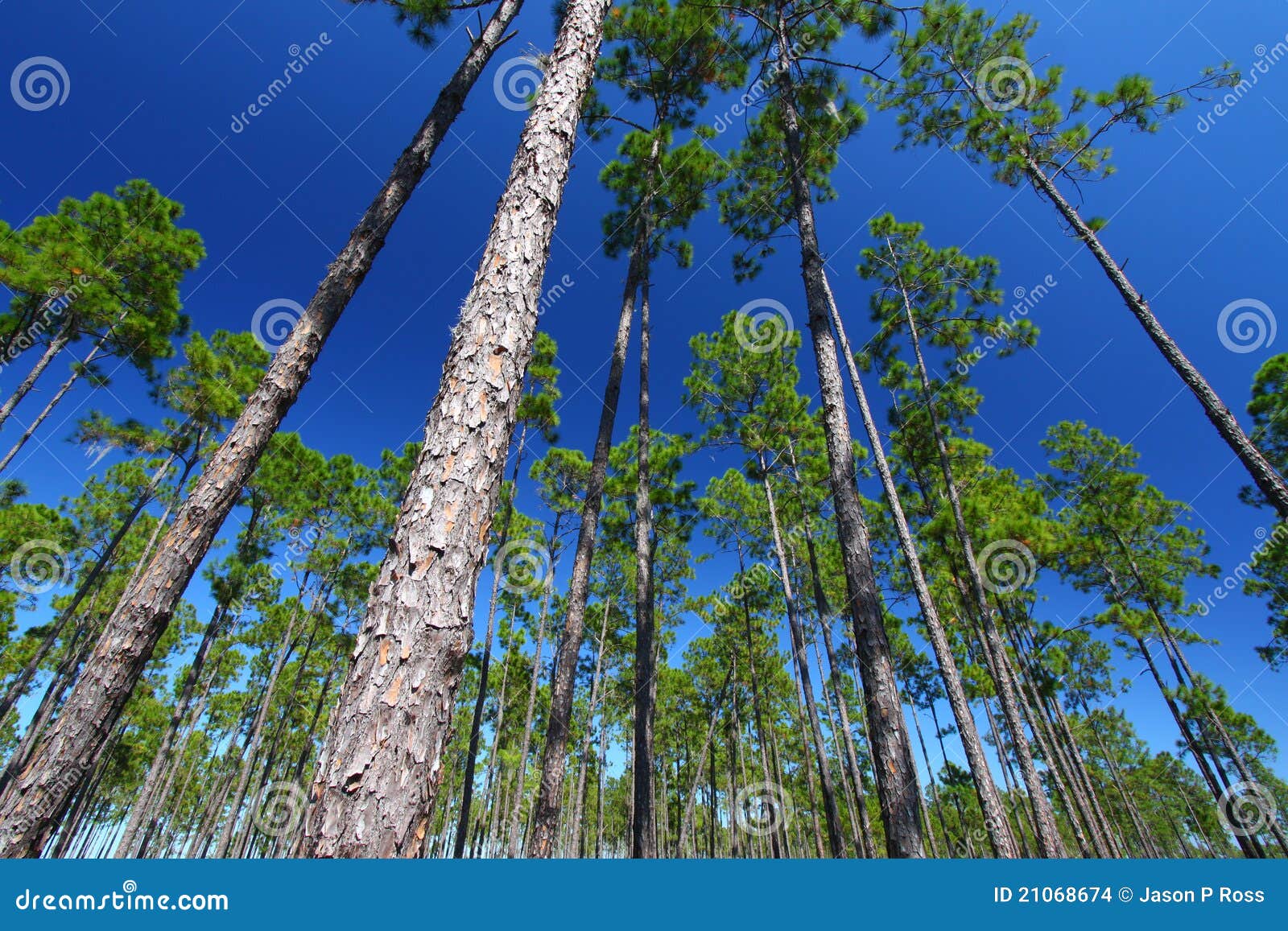 Pine Flatwoods - Florida stock photo. Image of beautiful - 21068674