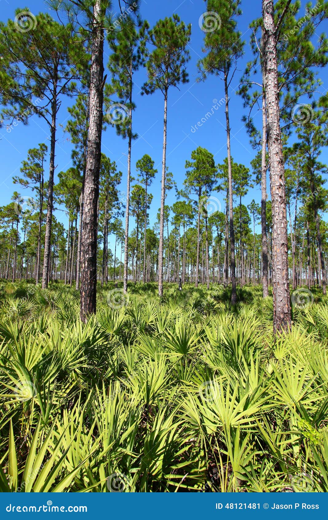 Pine Flatwoods - Florida stock image. Image of botany - 48121481