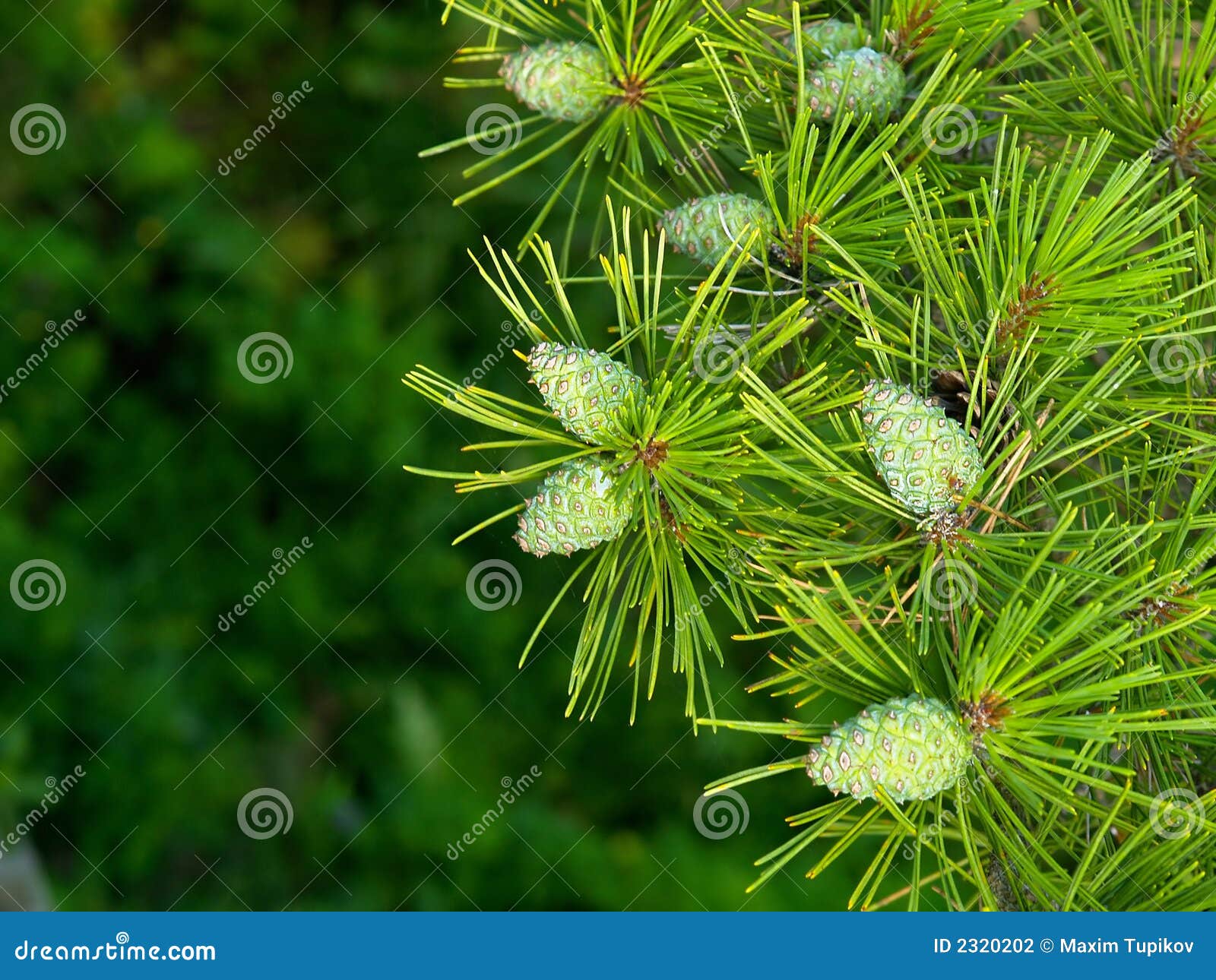 Pine floral background stock photo. Image of forest, branch - 2320202