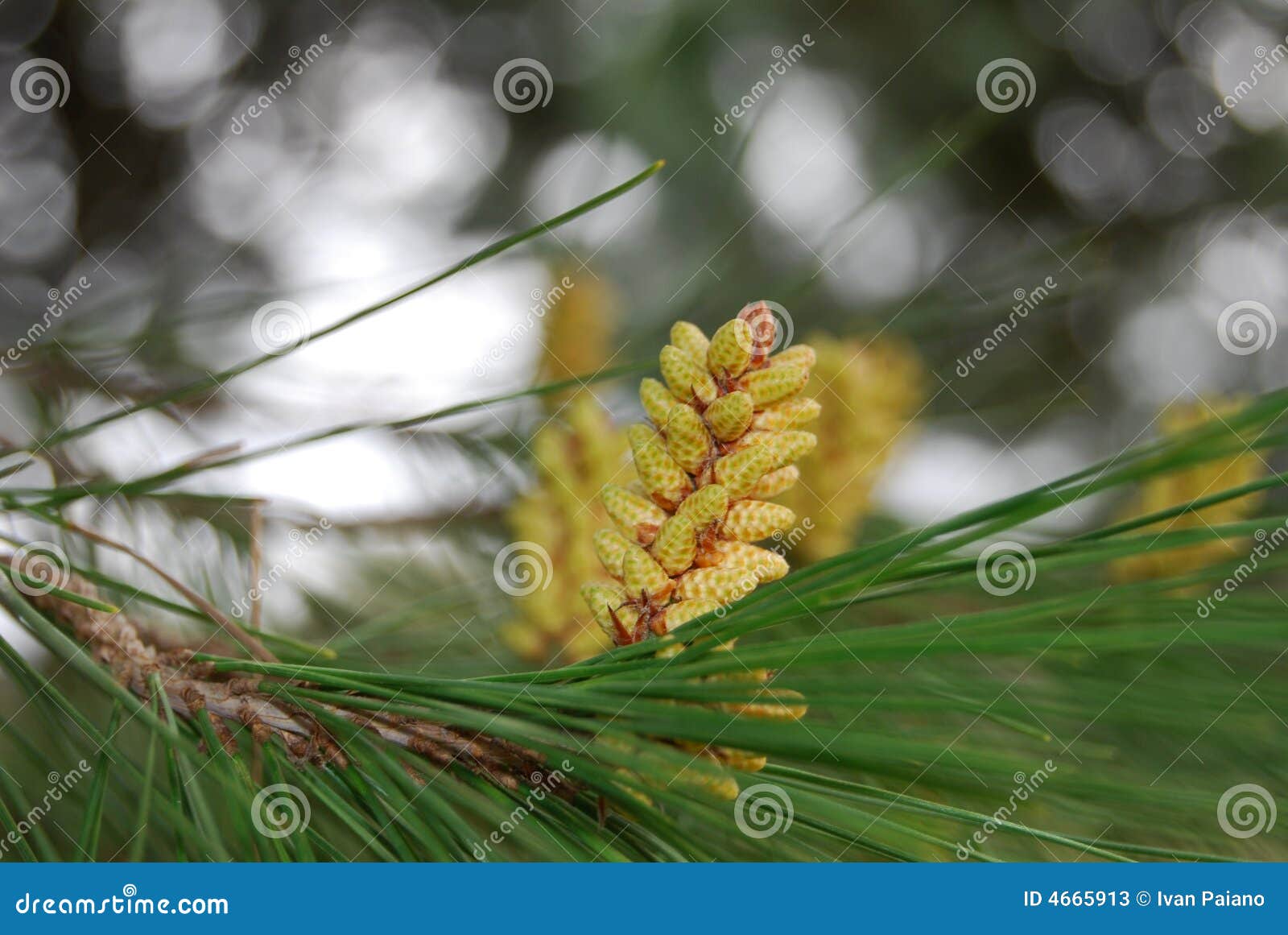 A pine flower stock image. Image of branch, winter, yellow - 4665913