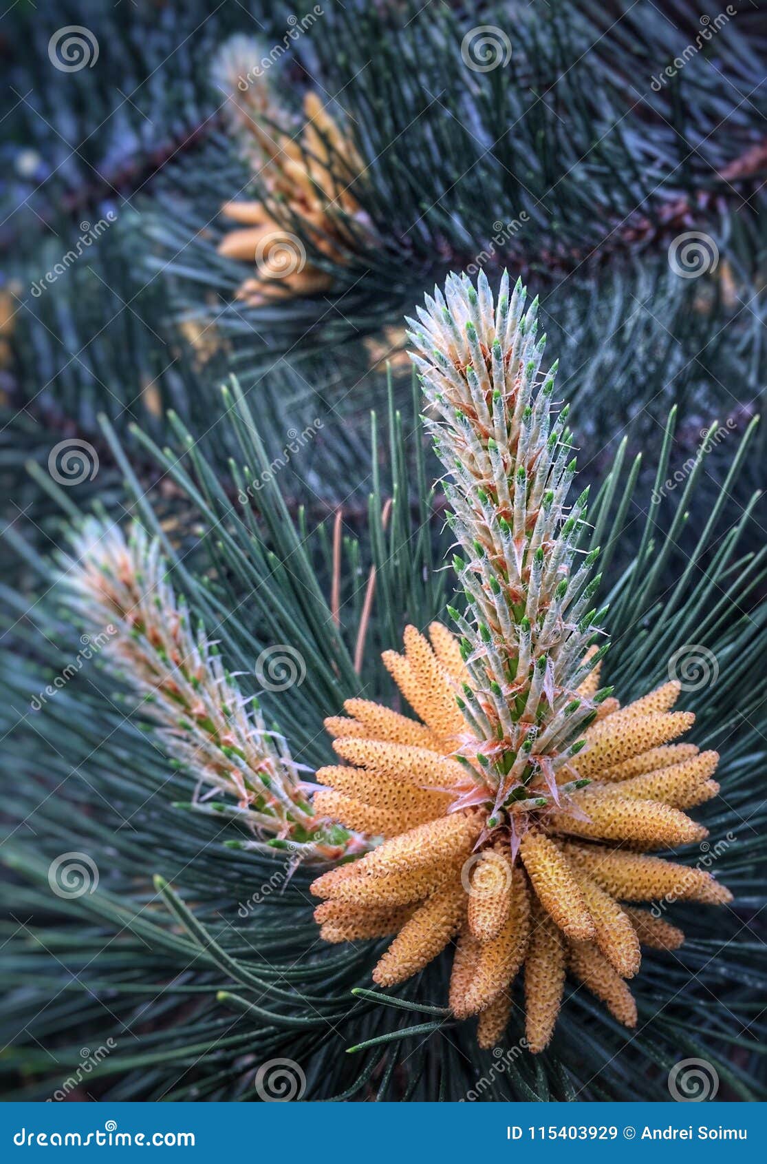 Pine flower stock image. Image of flower, pine, evergreen - 115403929