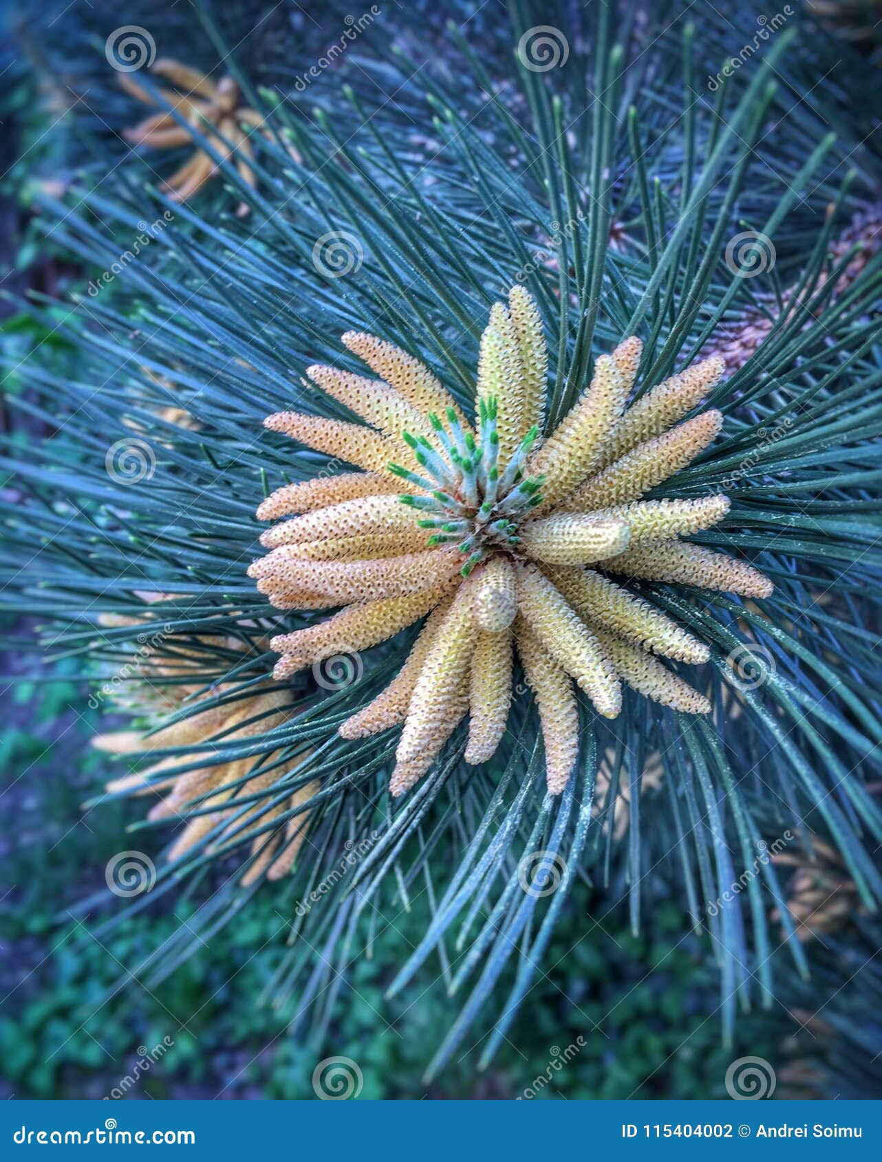 Pine flower stock photo. Image of blooms, flowers, needles - 115404002