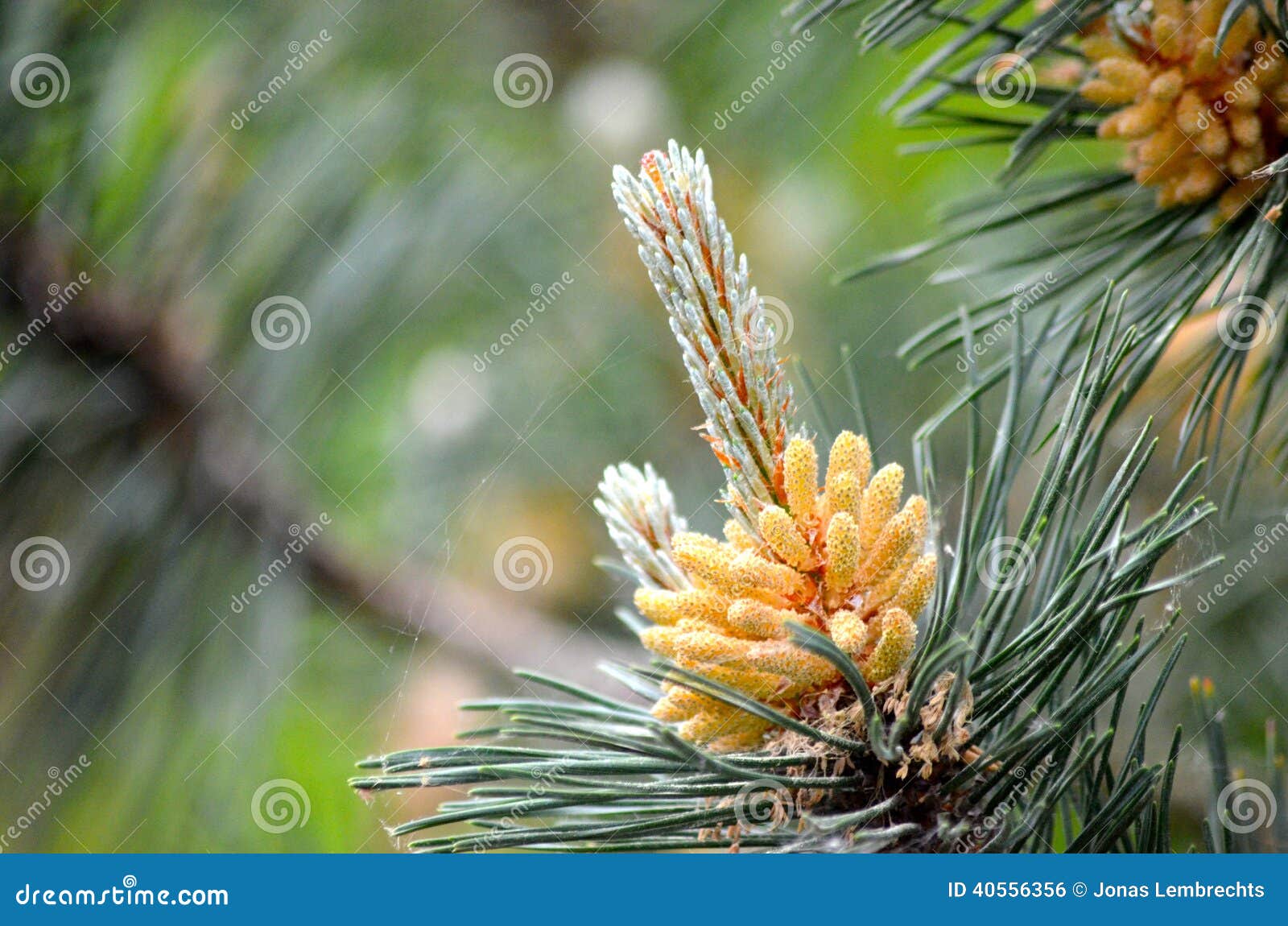 Pine flower bud stock photo. Image of stamen, young, growing - 40556356