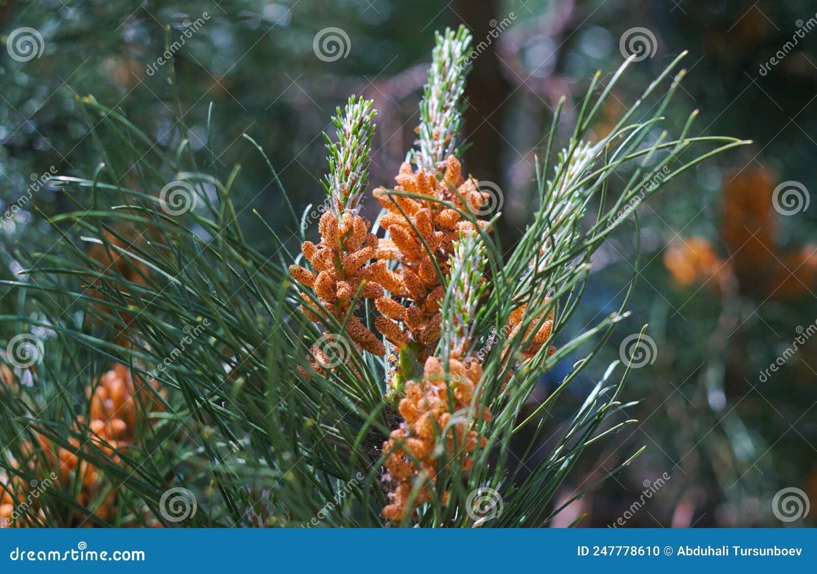 Pine flower buds stock photo. Image of cone, conifer - 247778610