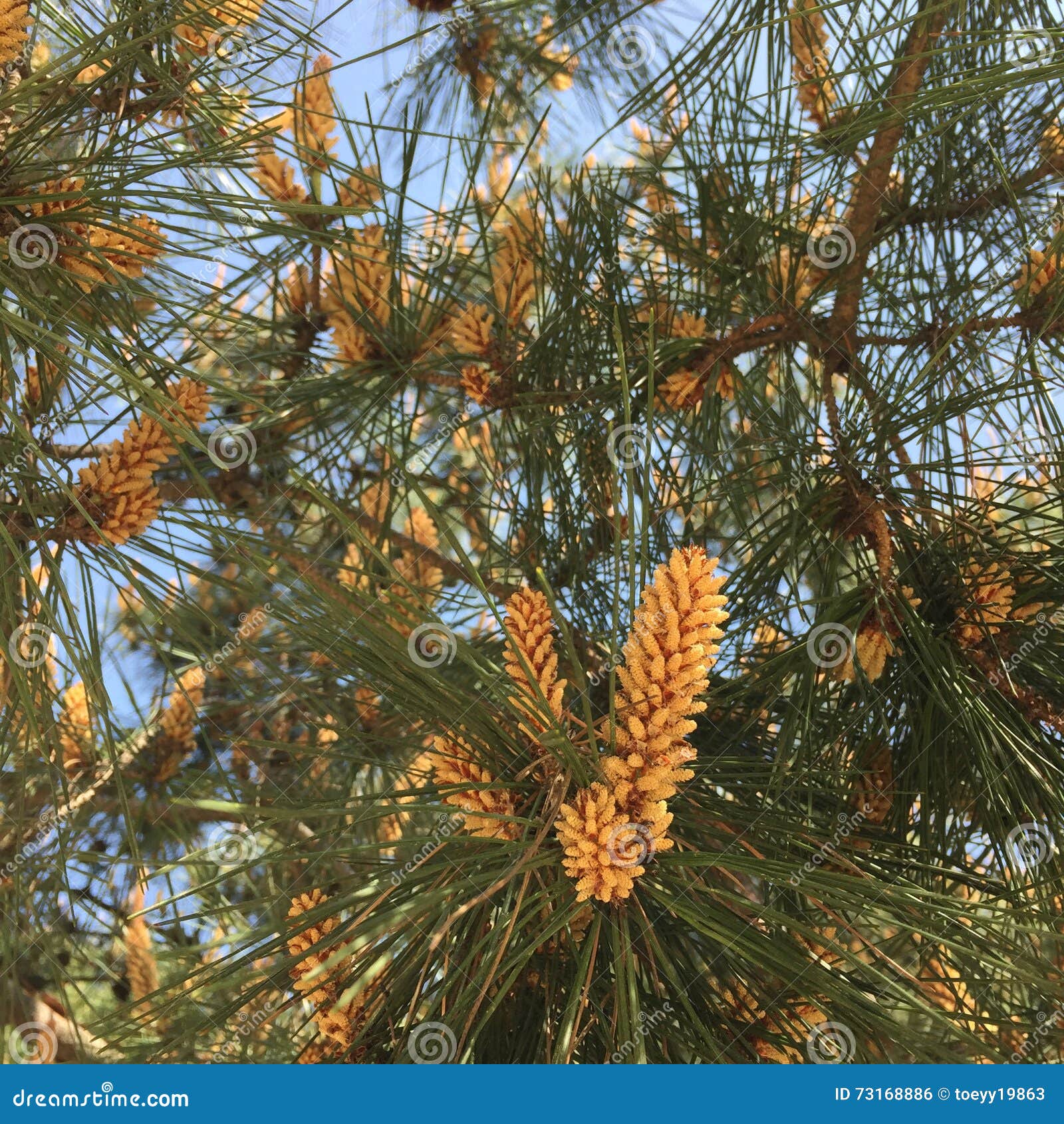 Pine flower stock photo. Image of green, plant, pine - 73168886