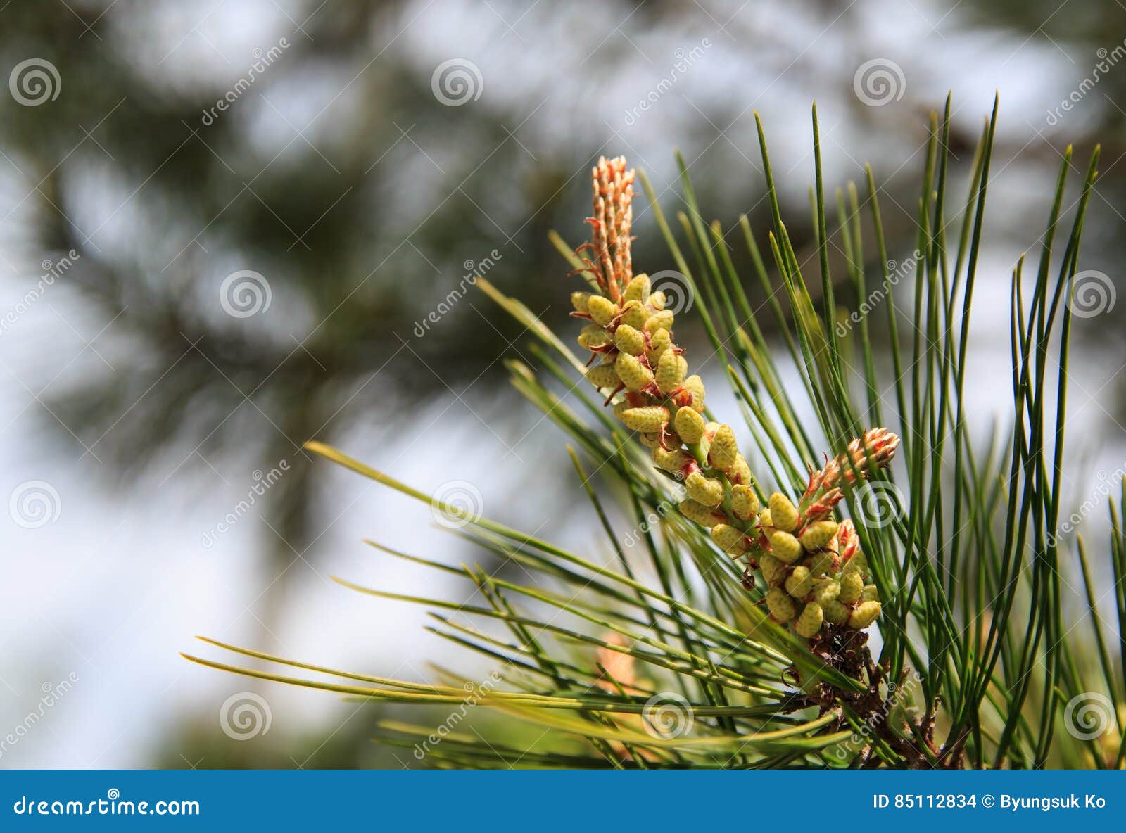Pine flower stock photo. Image of pine, white, outdoor - 85112834