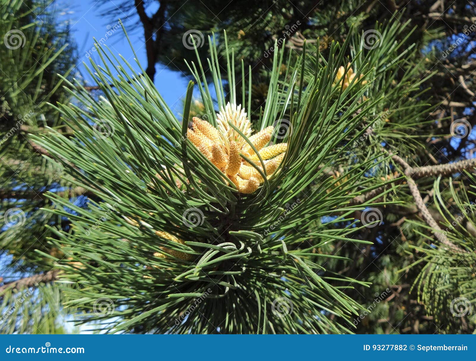A pine flower stock photo. Image of outdoor, growth, holiday - 93277882