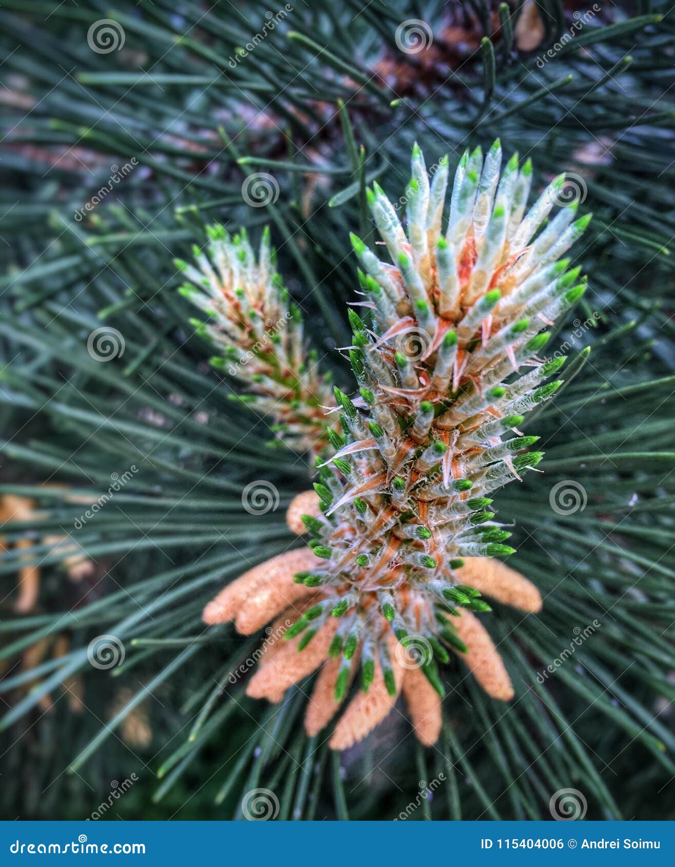 Pine flower stock photo. Image of needle, flora, flower - 115404006