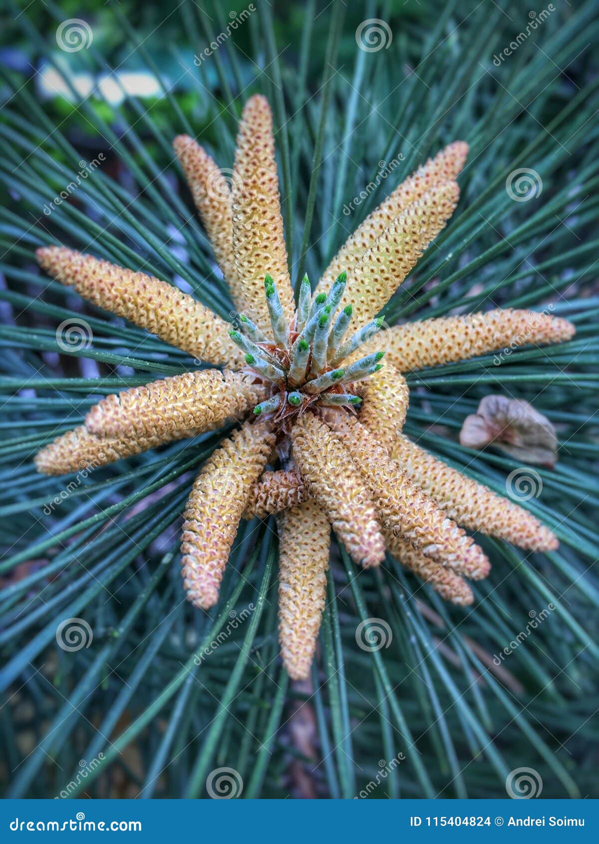 Pine flower stock photo. Image of forest, leaves, pine - 115404824