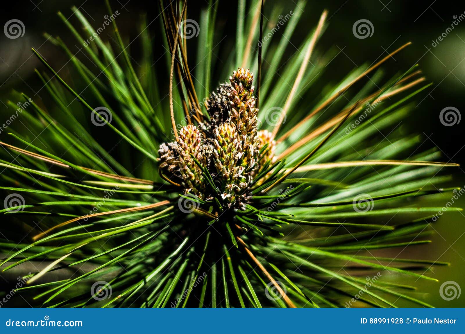 Pine flower stock photo. Image of flower, beautiful, pineflower - 88991928