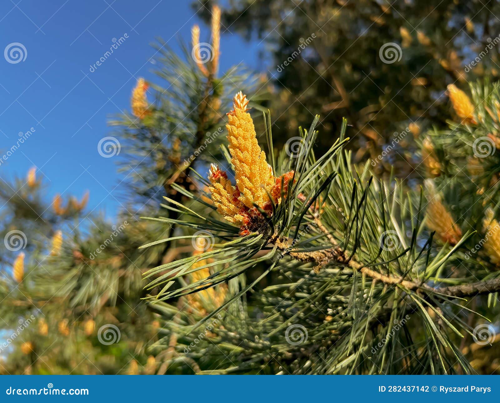Pine Flowering Causing Large Amounts of Pollen Stock Photo - Image of ...