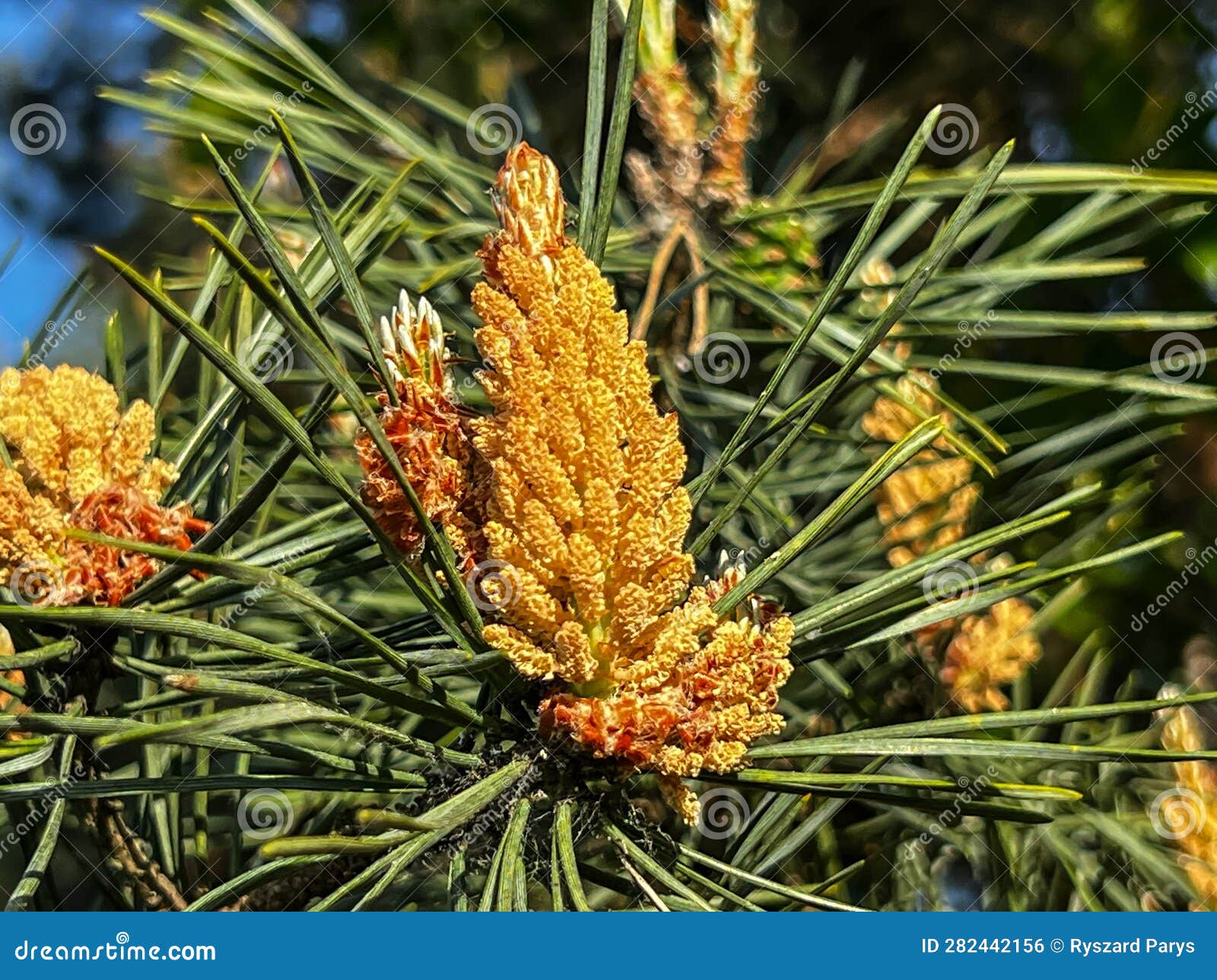 Pine Flowering Causing Large Amounts of Pollen Stock Photo - Image of ...