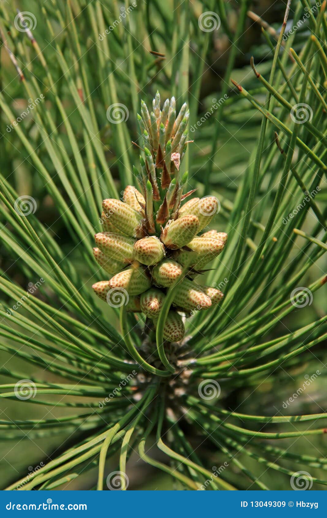 Pine flowers stock image. Image of natural, concept, buds - 13049309