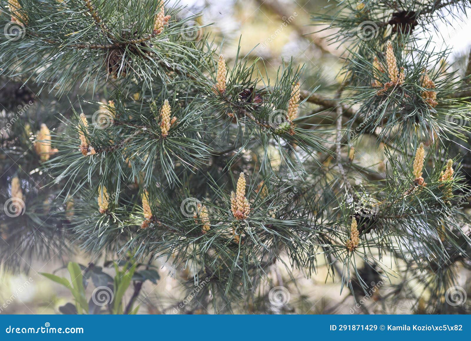 Pine Flowers Blooming in the Garden in Forest Stock Image - Image of ...