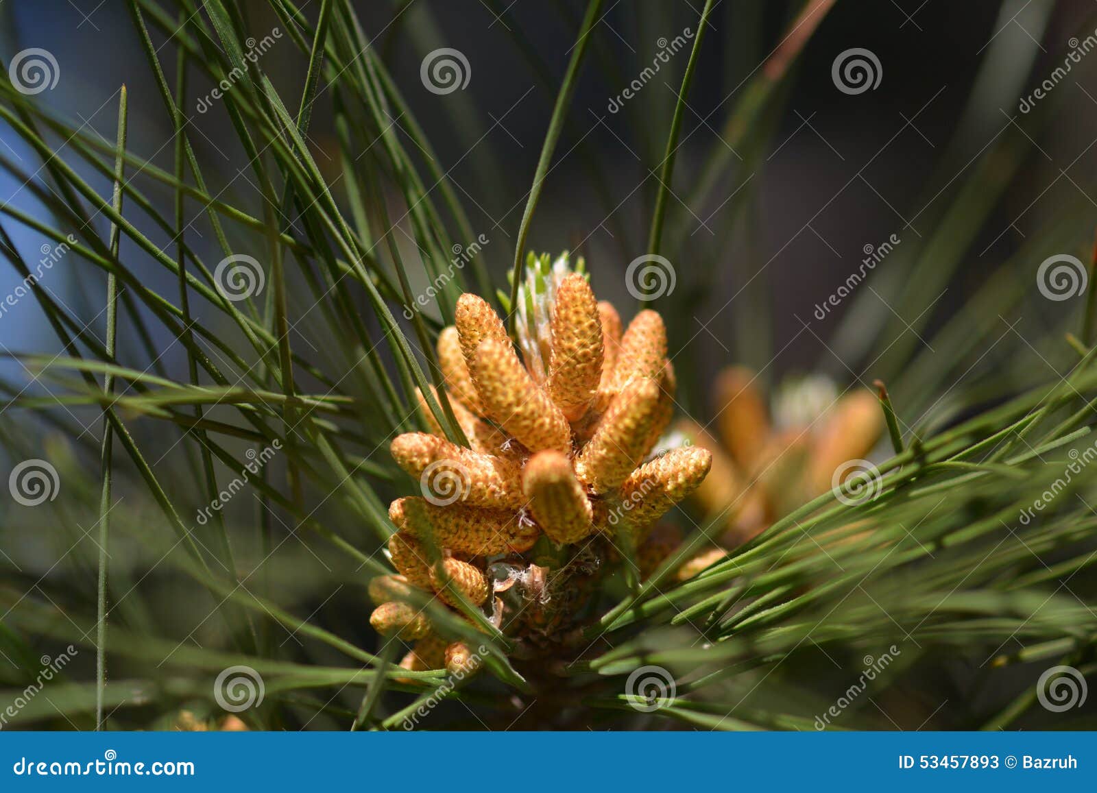 Pine flowers in forest stock image. Image of green, pine - 53457893