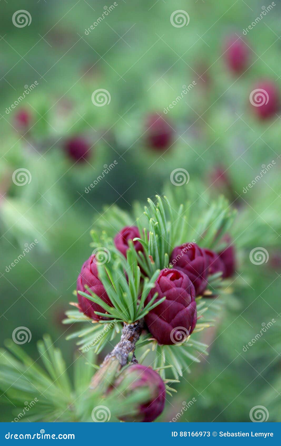 Pine flowers stock image. Image of flowers, pine, tree - 88166973
