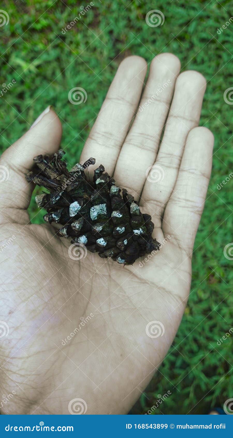 Pine flowers on the hands stock image. Image of attraction - 168543899
