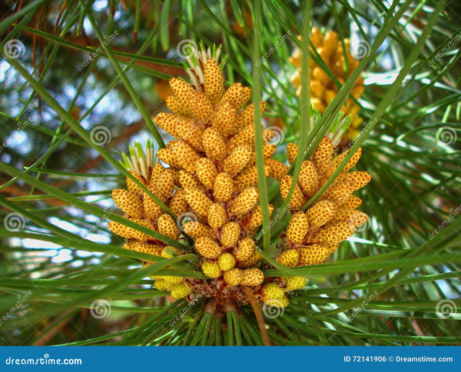 Pine flowers stock photo. Image of spring, needles, cones - 72141906