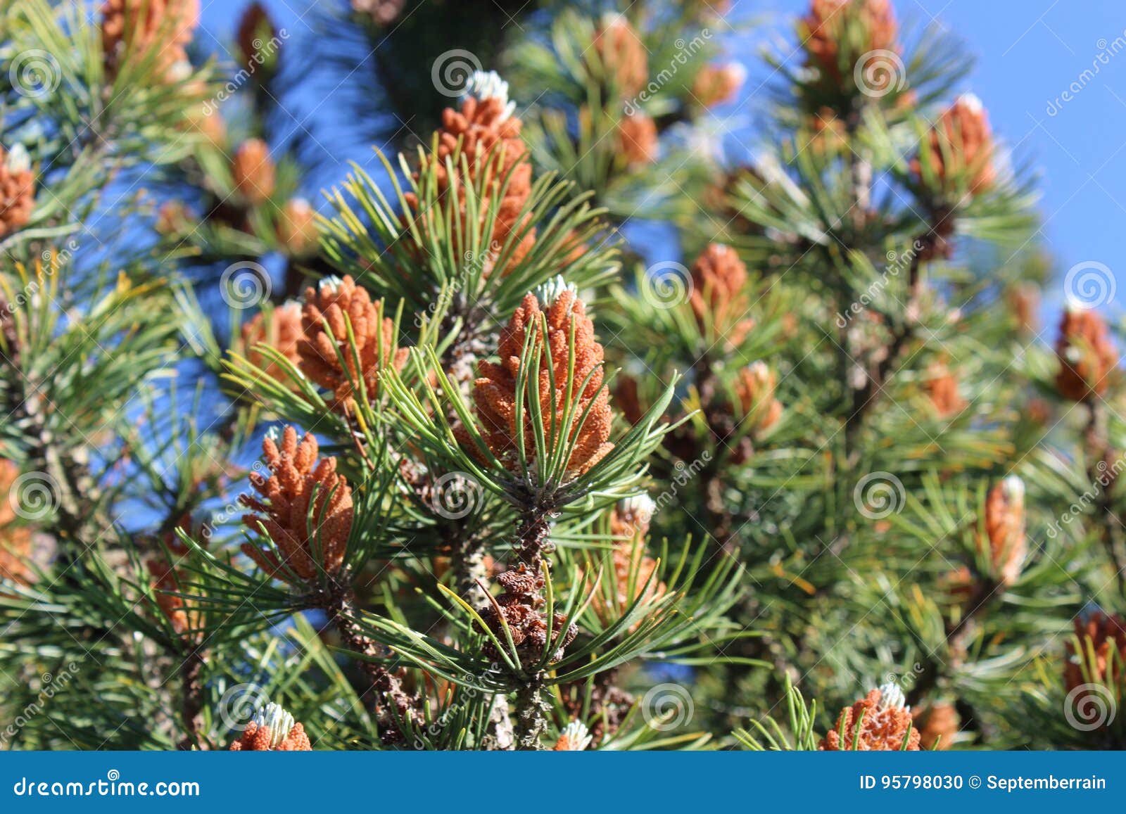 Pine Flowers Turning into Pne Cones Stock Photo - Image of needles ...