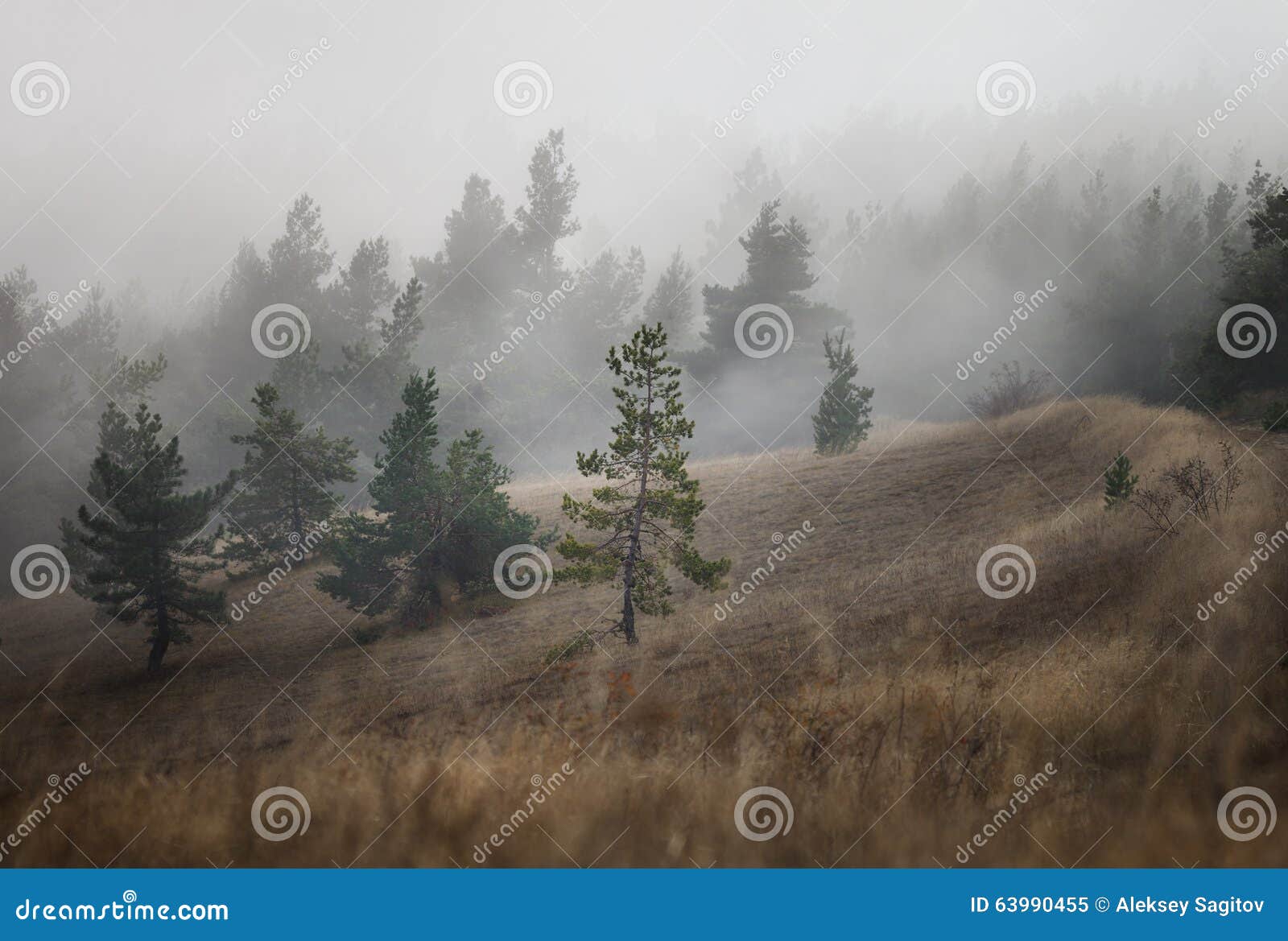 Pine in the fog stock image. Image of mystery, outdoor - 63990455