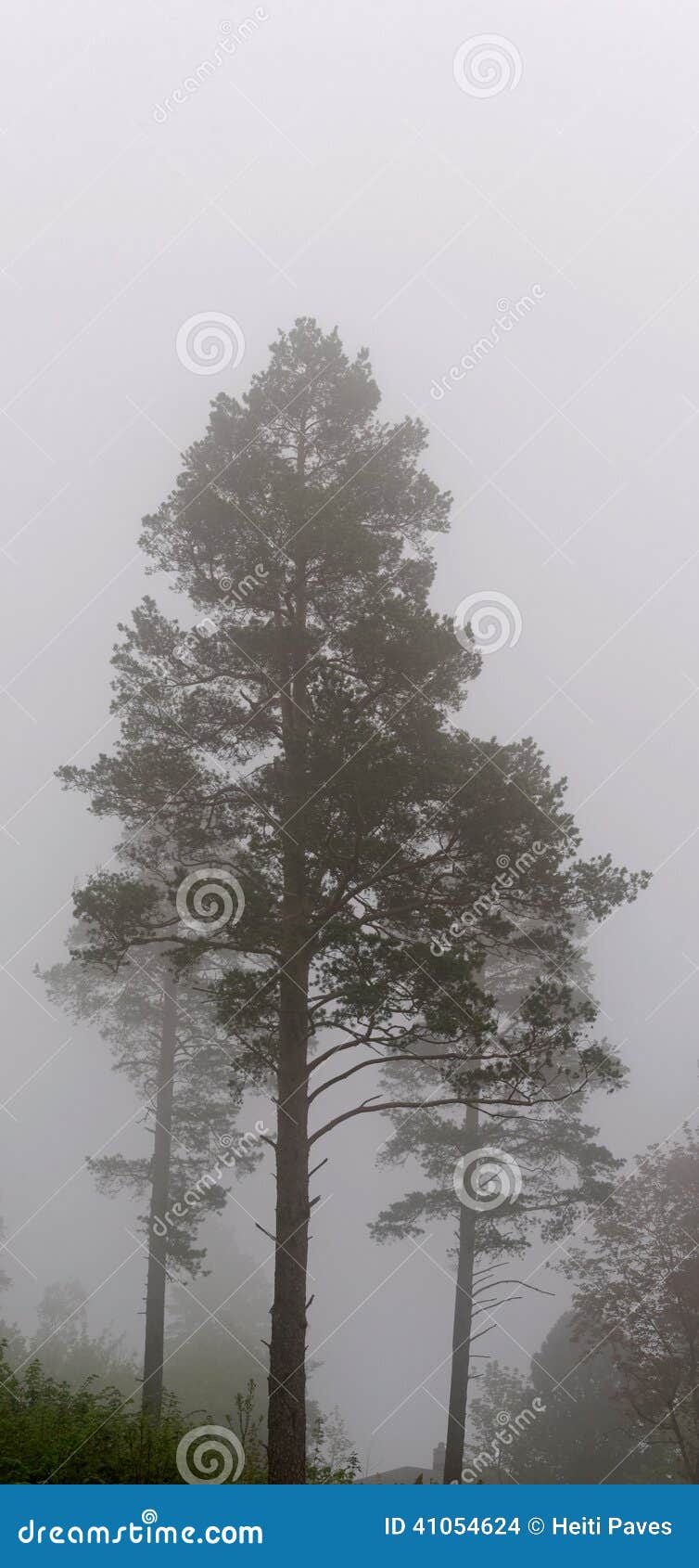 Pine on the fog stock photo. Image of vegetation, trident - 41054624