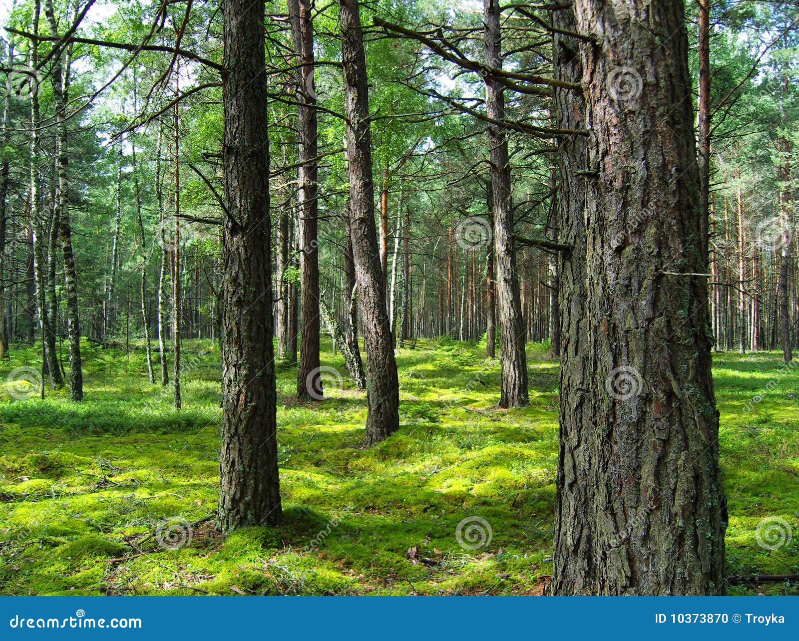 Pine forest. stock photo. Image of bark, moss, landscape - 10373870