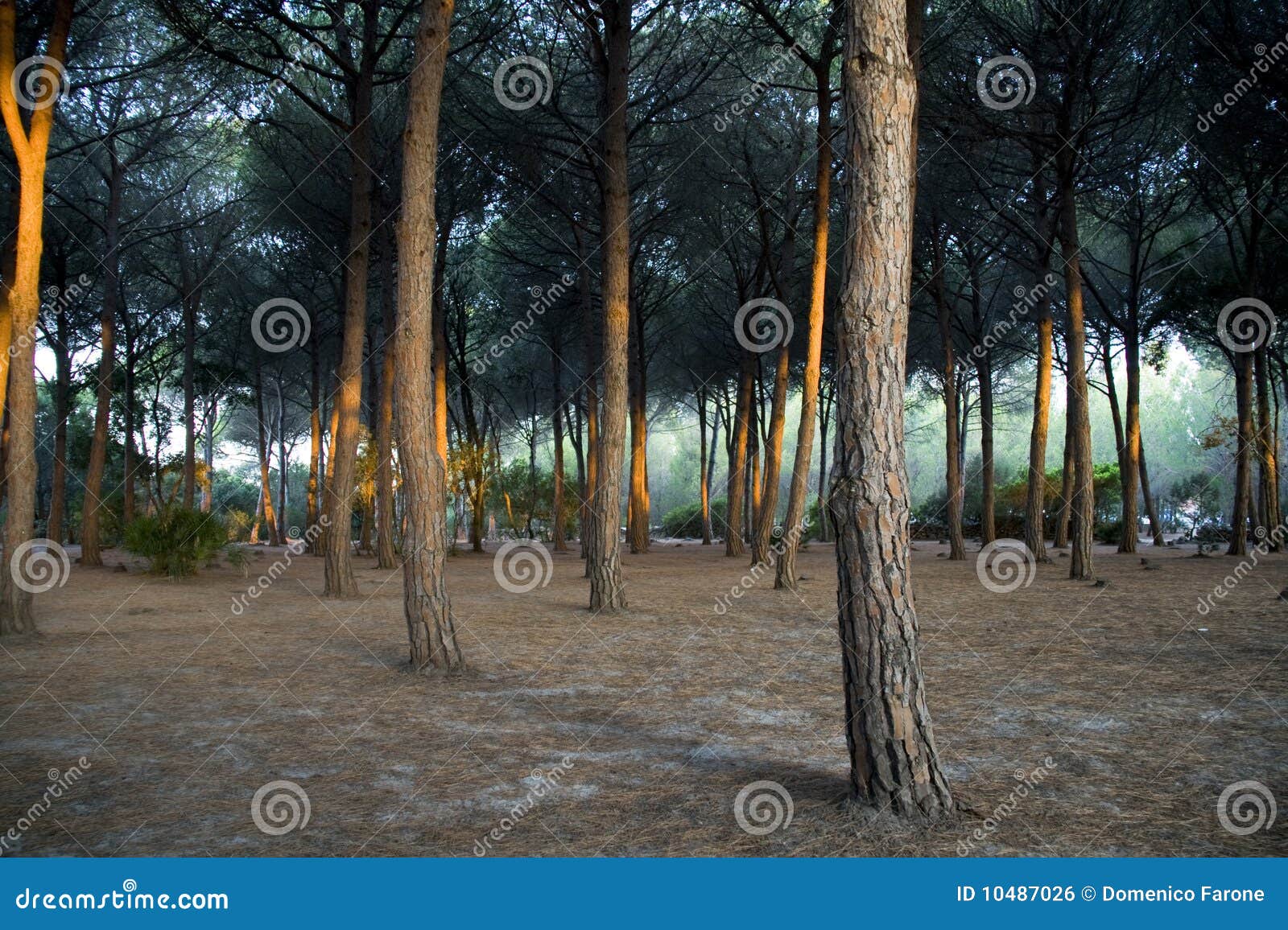 Pine forest stock photo. Image of floor, ground, macro - 10487026