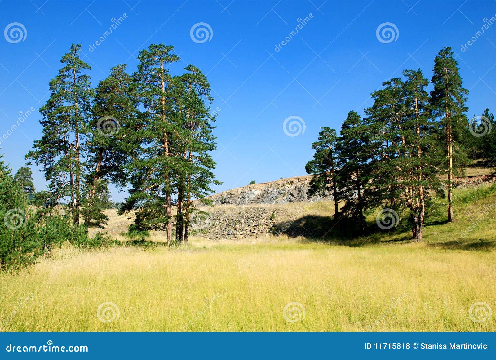 Pine Forest stock photo. Image of outside, forest, countryside - 11715818