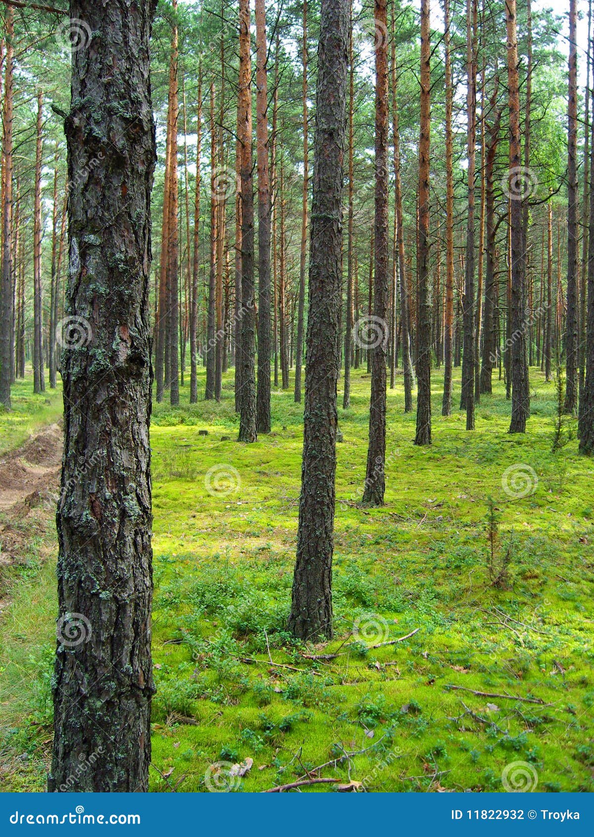 Pine forest. stock photo. Image of green, coniferous - 11822932