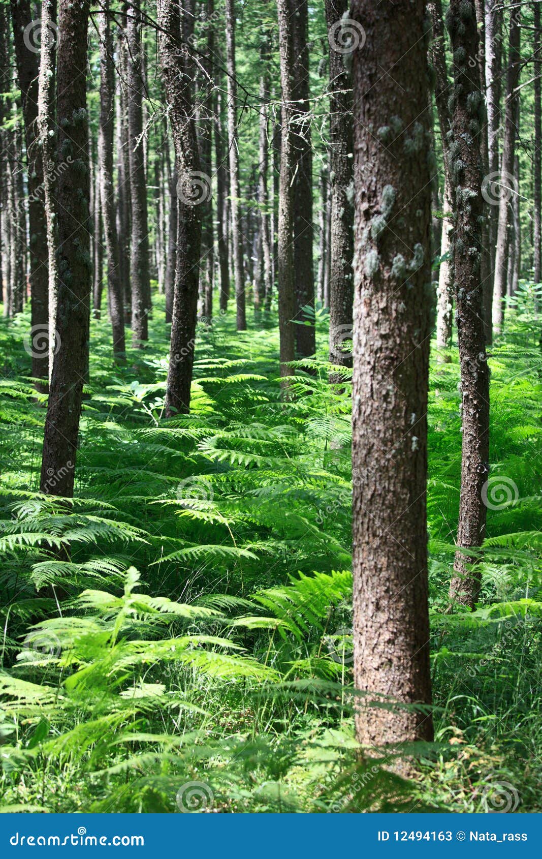 Pine forest stock image. Image of landscape, pine, park - 12494163