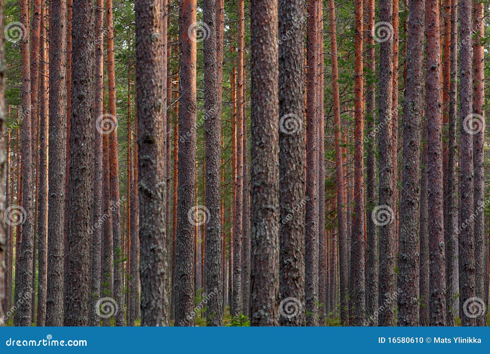 Pine forest stock photo. Image of forest, branches, ecology - 16580610