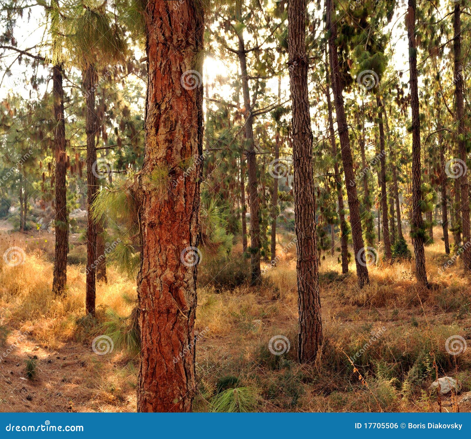 Pine forest stock photo. Image of energy, inspirational - 17705506
