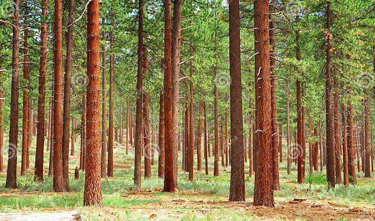 Pine forest stock photo. Image of background, opening - 20717502