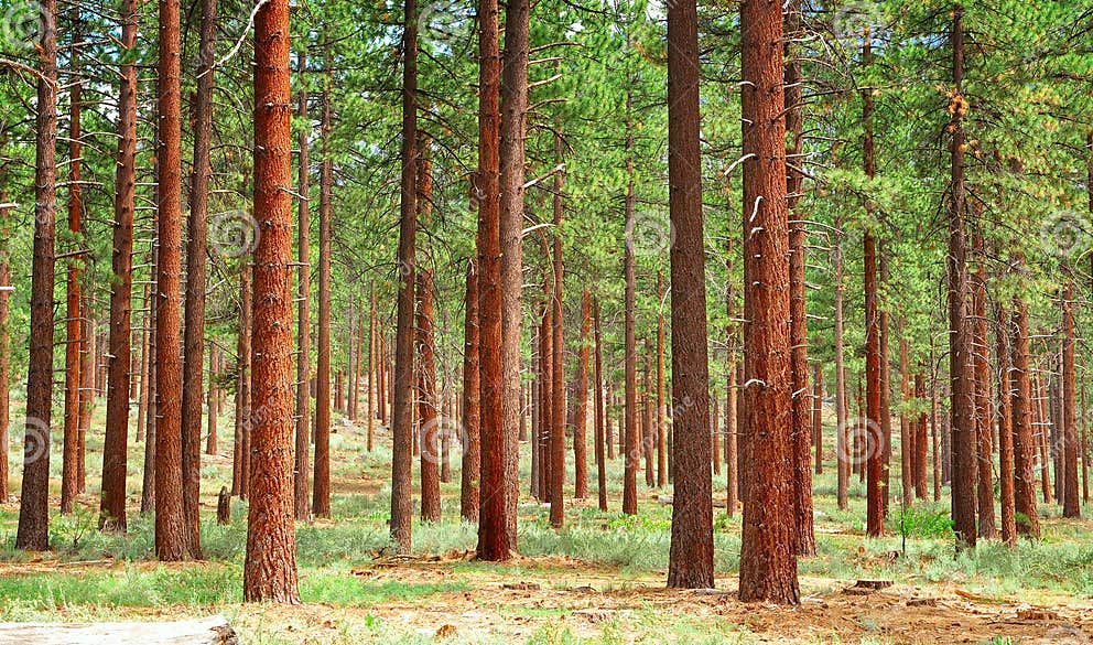Pine forest stock photo. Image of background, opening - 20717502