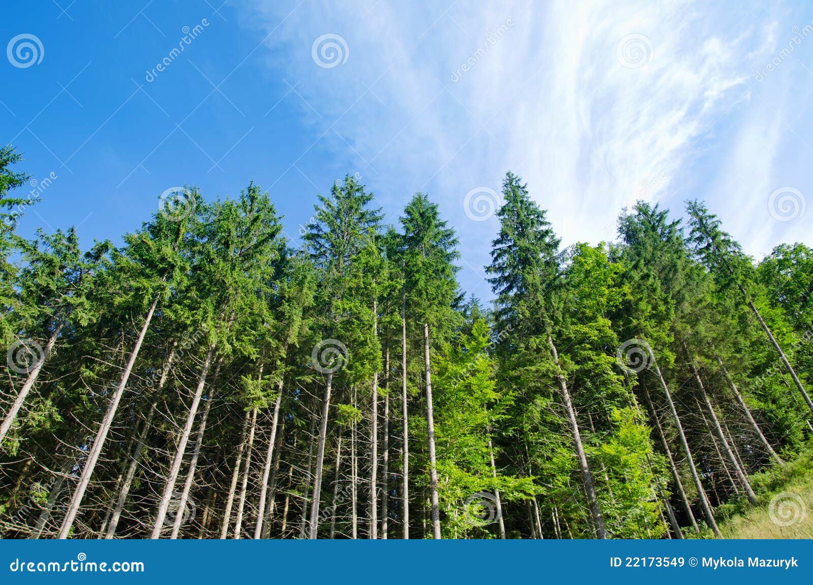 Pine forest stock image. Image of season, beautiful, landscape - 22173549