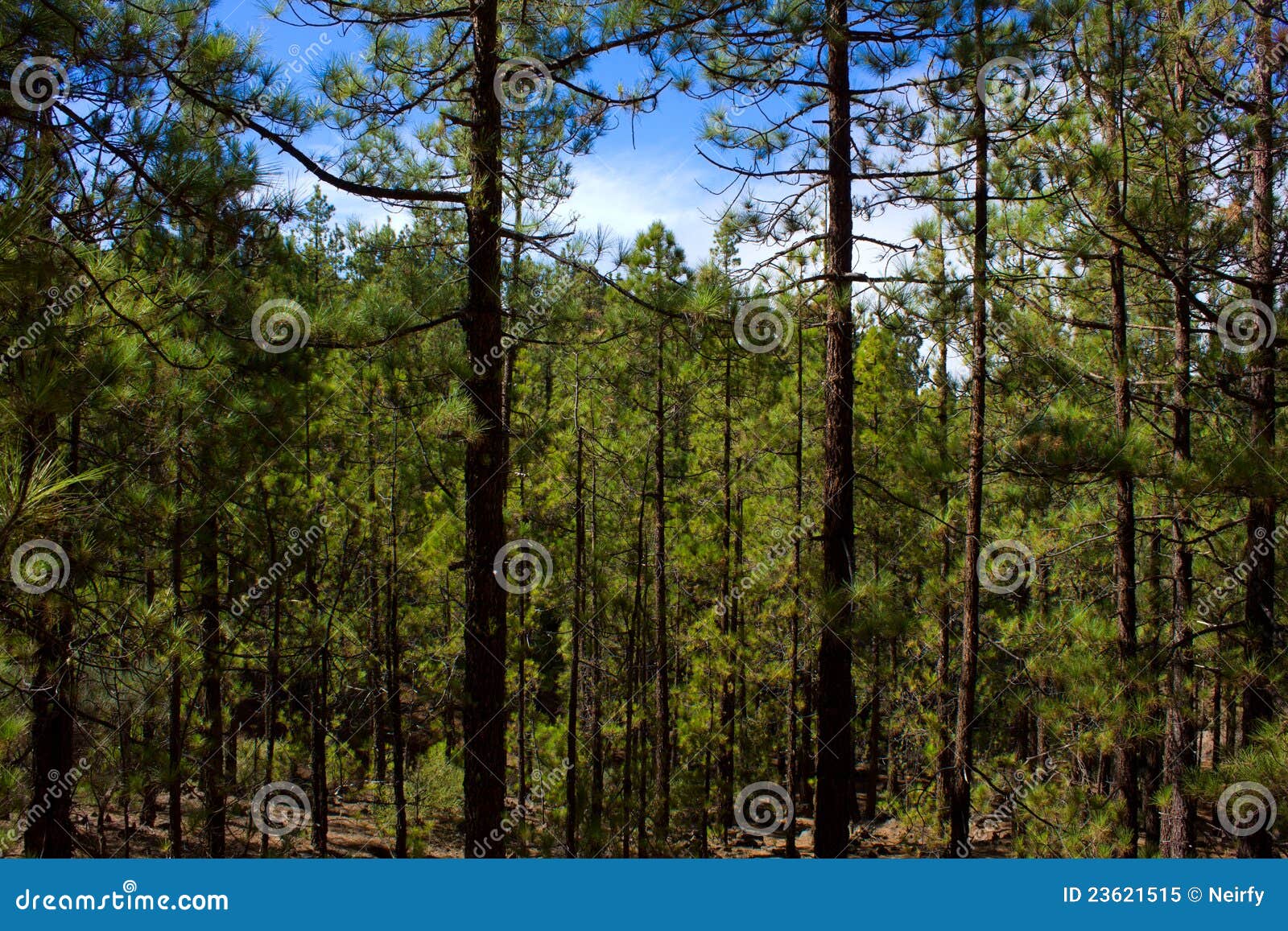 Pine forest stock image. Image of park, deep, environment - 23621515