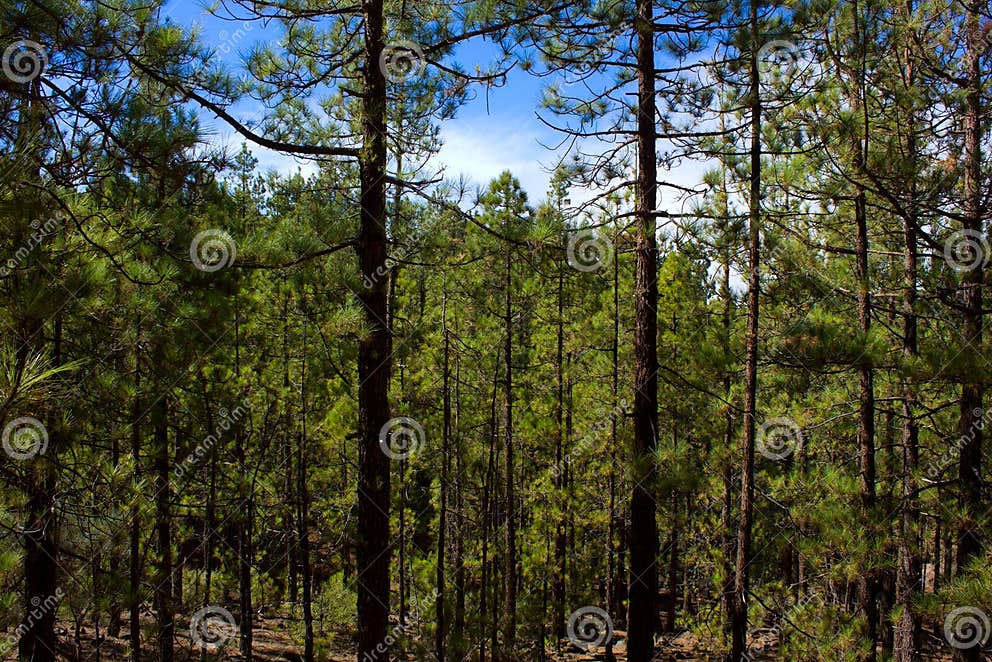 Pine forest stock image. Image of park, deep, environment - 23621515