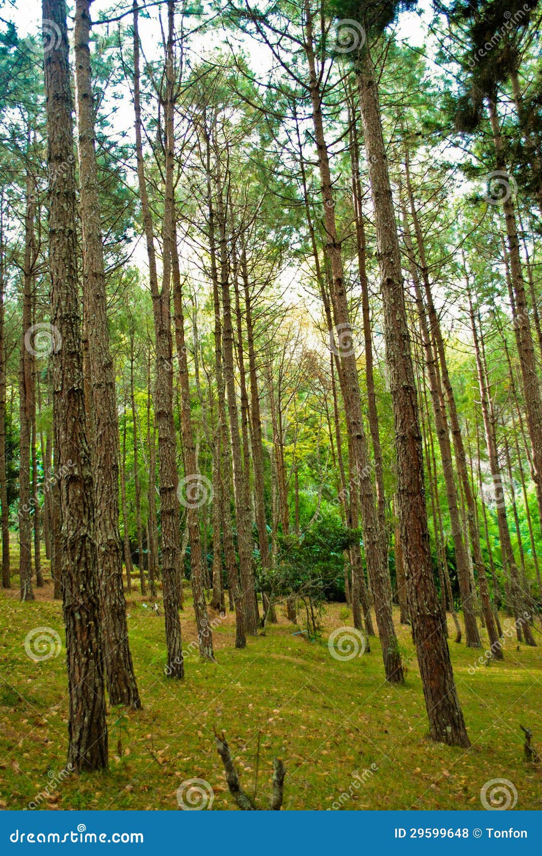 Pine forest stock photo. Image of growth, area, park - 29599648