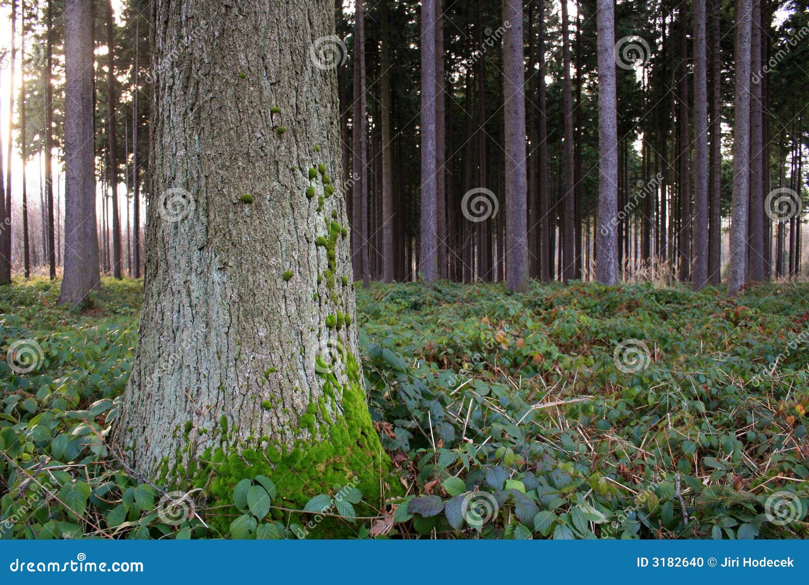 Pine forest stock photo. Image of hardwood, bramble, trunk - 3182640