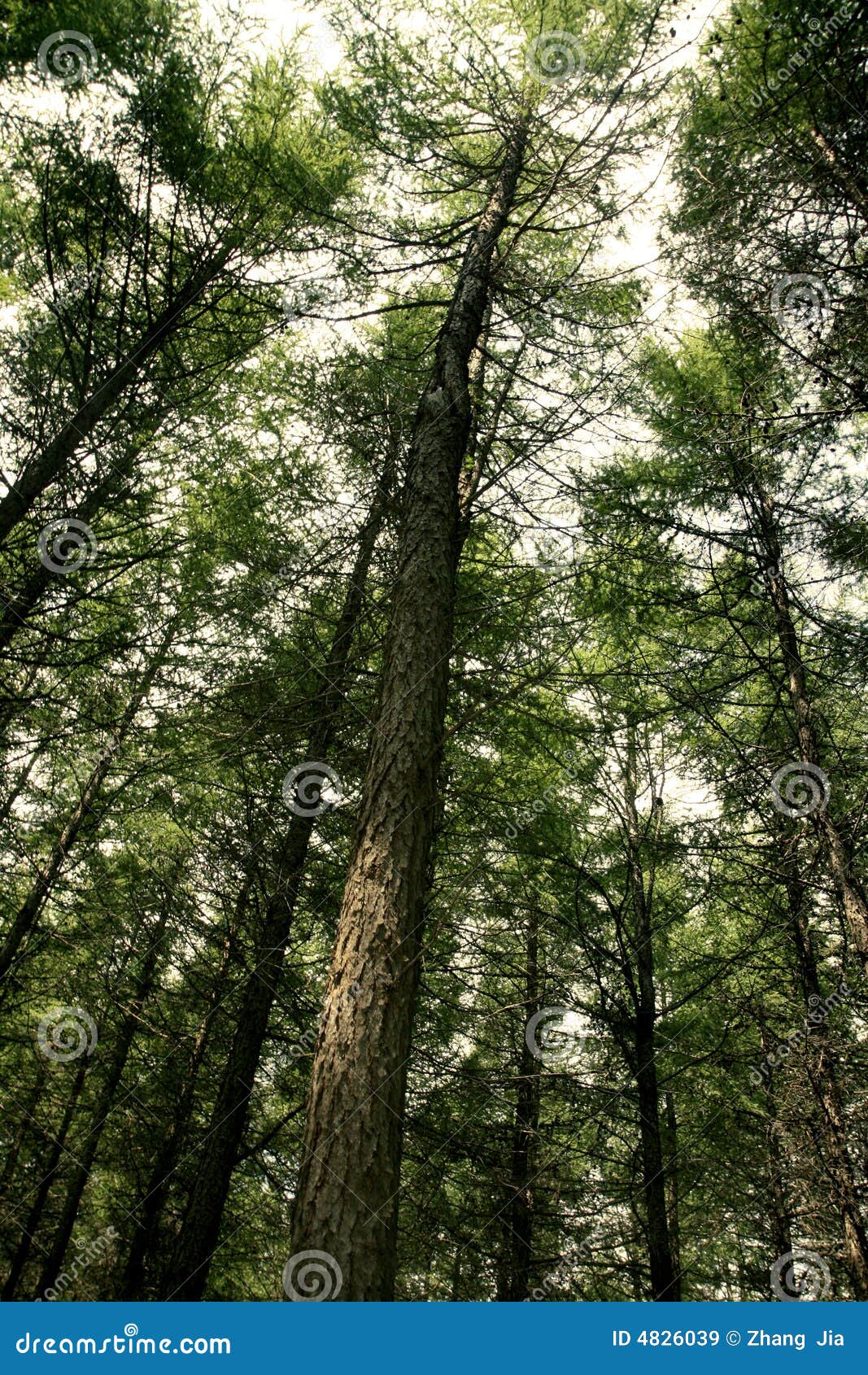 A pine forest stock image. Image of environmental, protection - 4826039