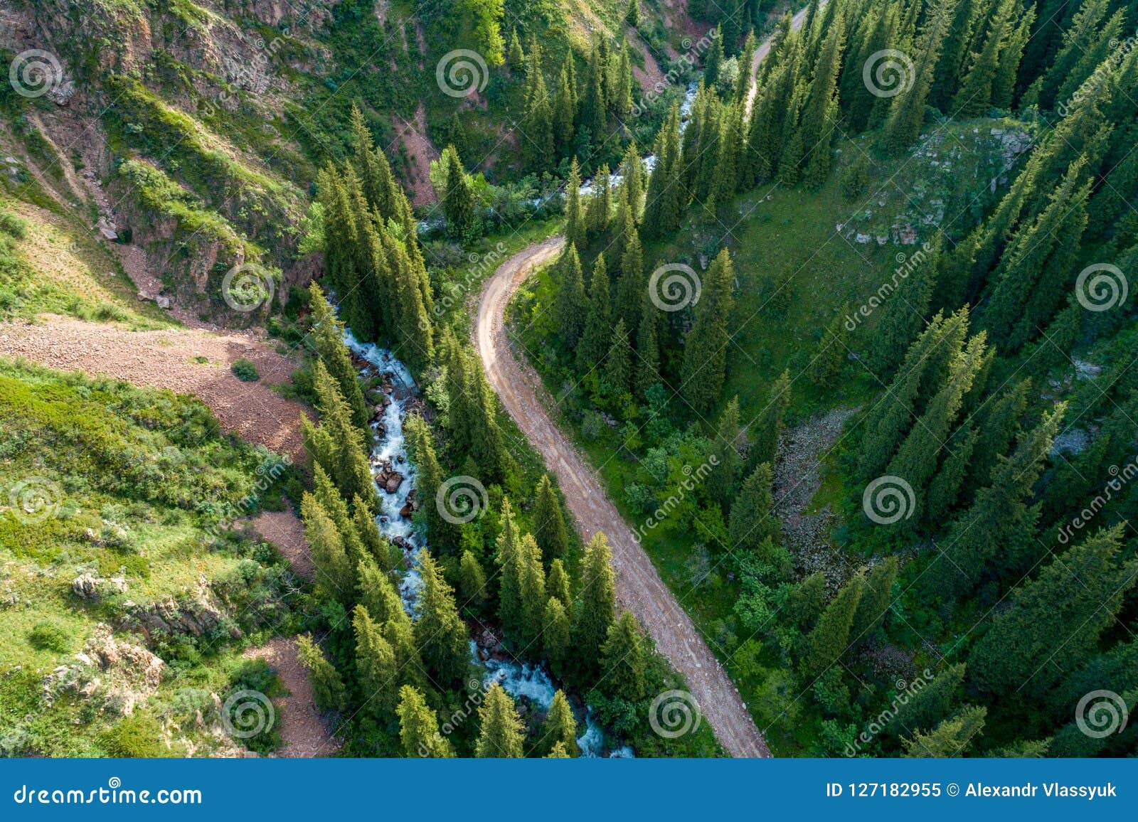 Pine Forest from Above, Spring Season, Forest Road and River Stock ...