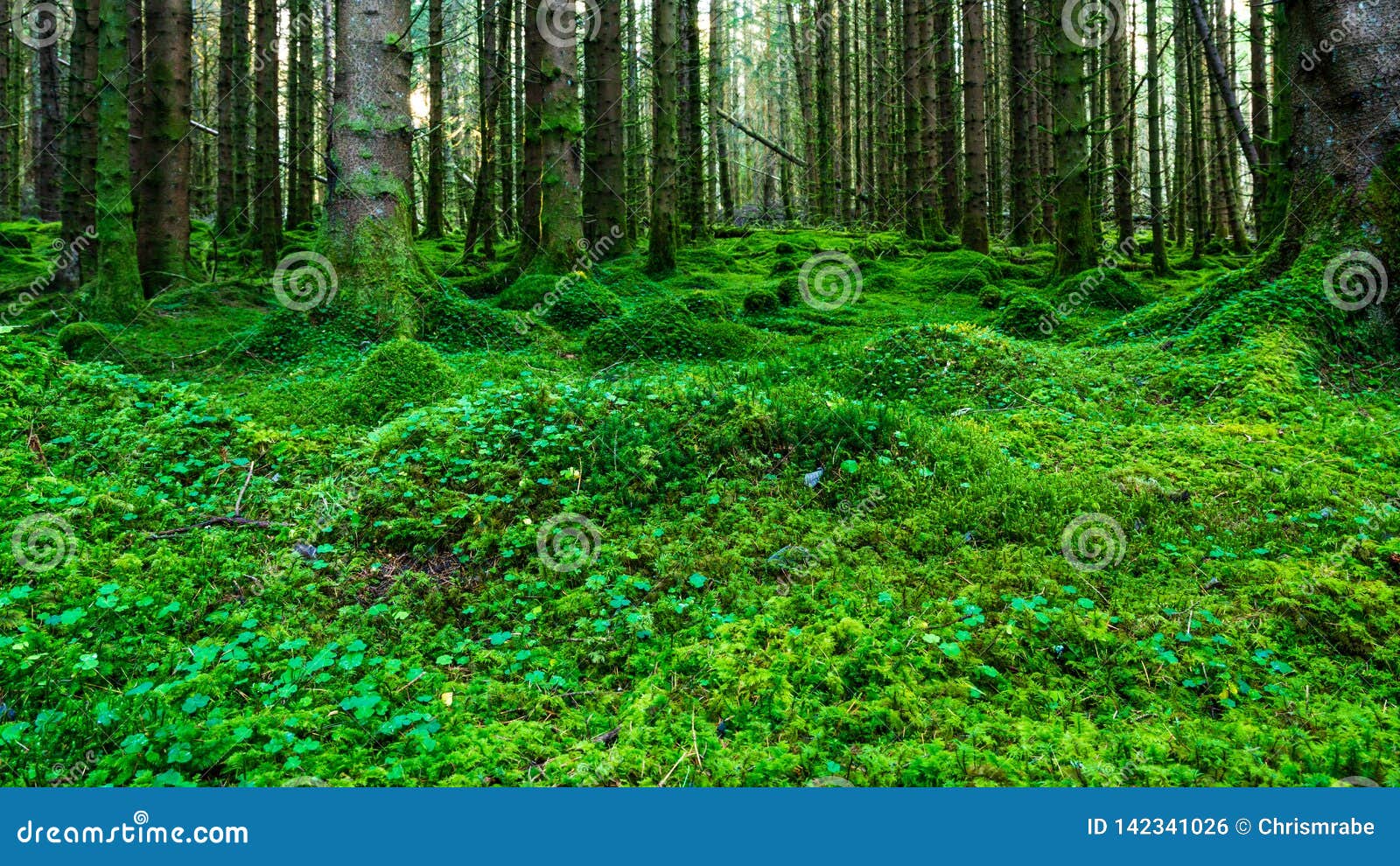 Pine forest on perthshire stock photo. Image of scotland - 142341026